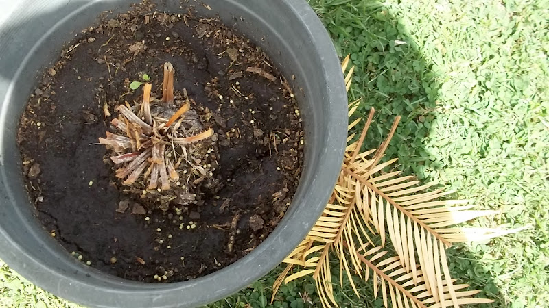 My Cooking and My Garden: Cycad-Australian Native