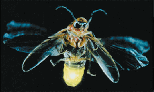 Luciferina e Luciferase: Produção de luz por Organismos Vivos ...