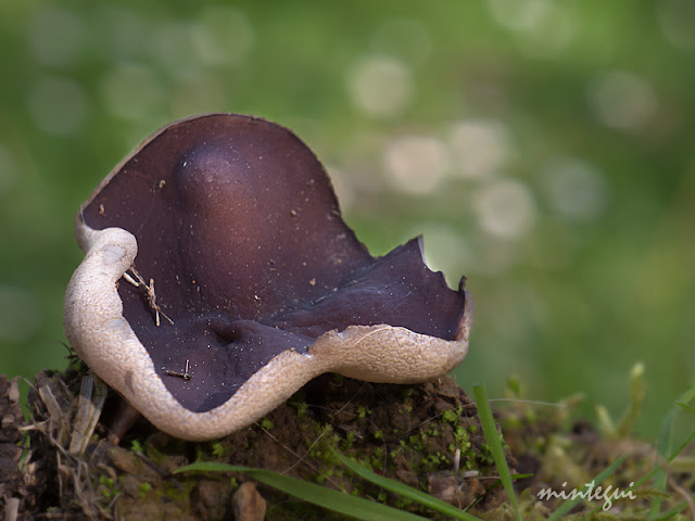 Mintegui - Argazkiak: Discina