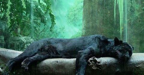 Elaina's Writing World: The Mighty Cathron