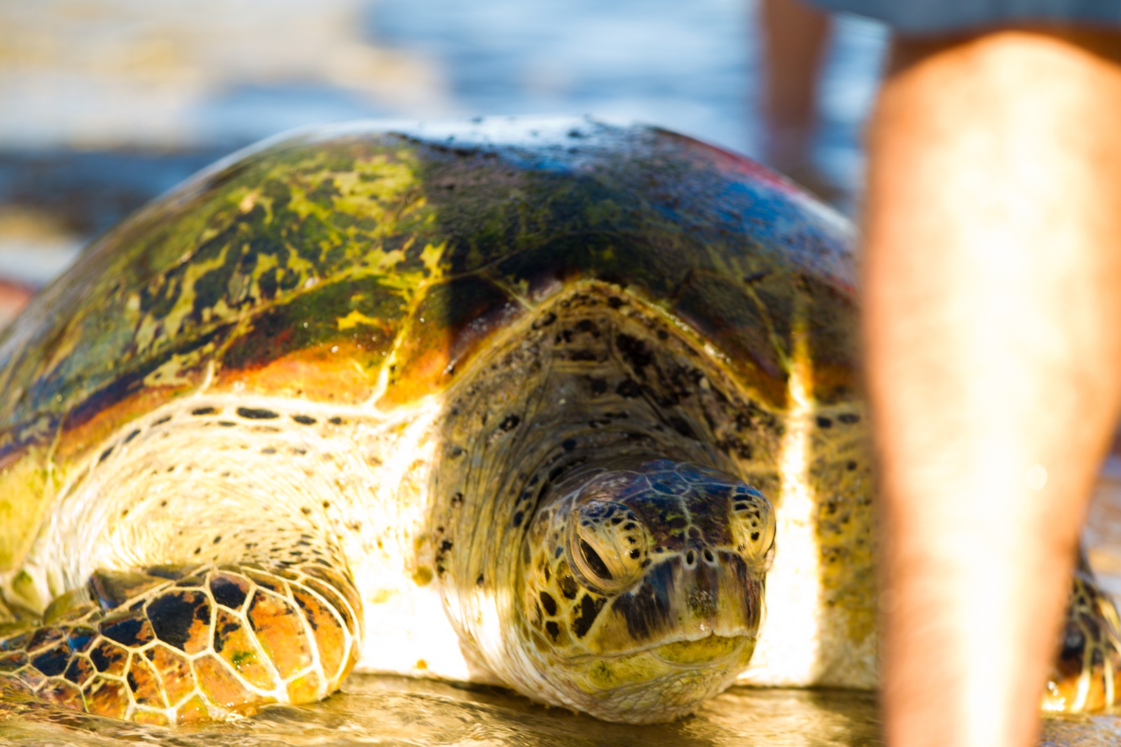 Aerohaveno: Fiji: Enter the Turtle