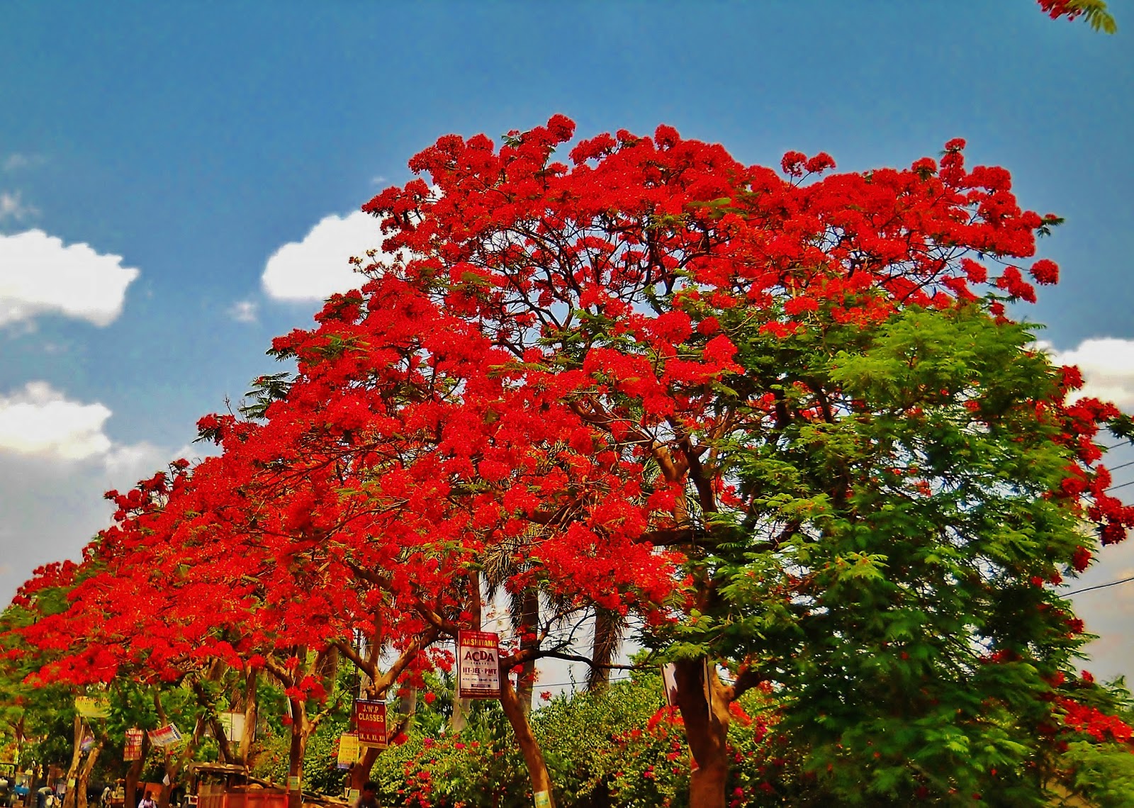 Life,films and nostalgia: Beautiful Trees of Gulmohur