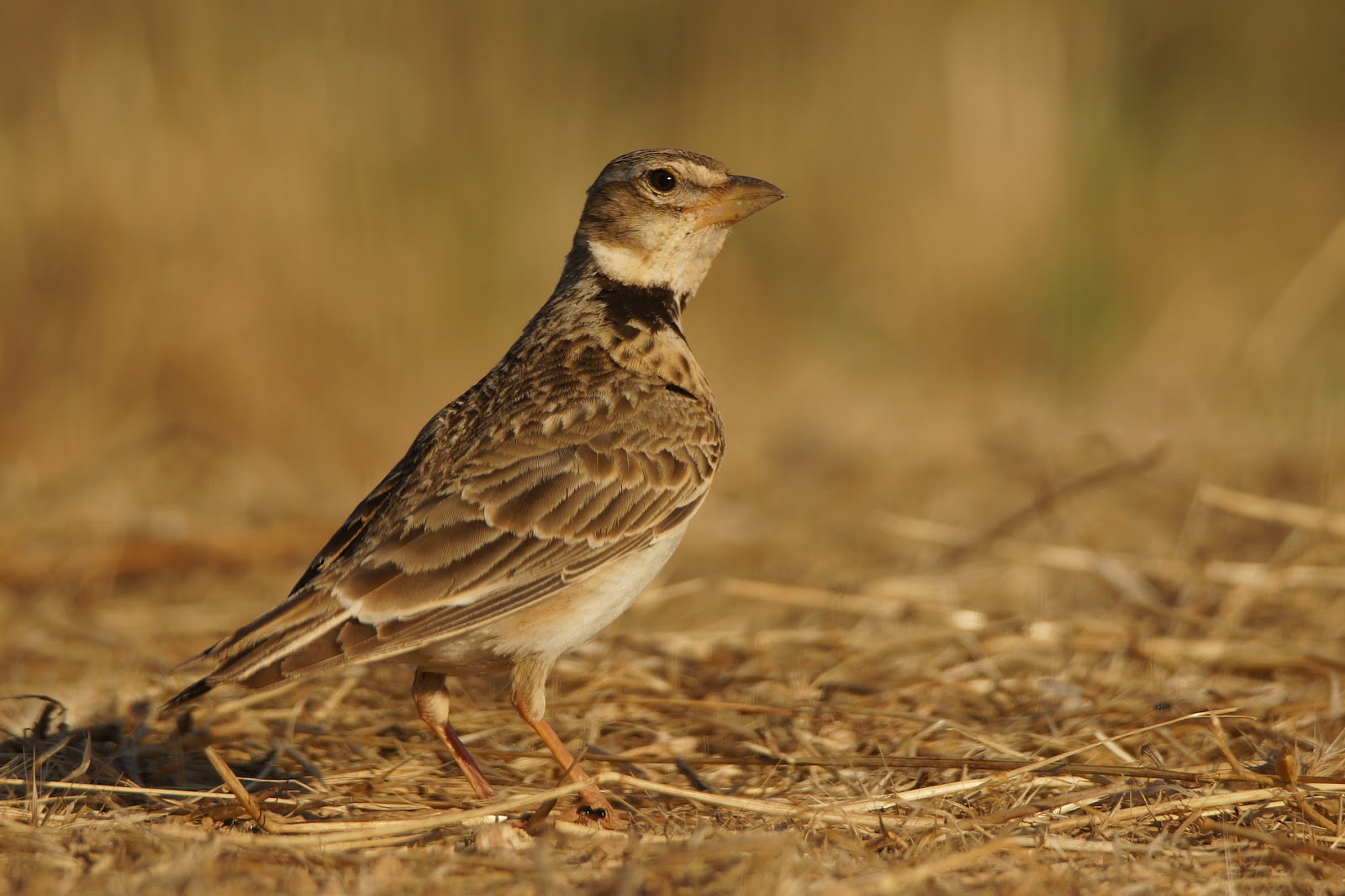 Pasión por las aves: Calandria común,(Melanocorypha calandra)