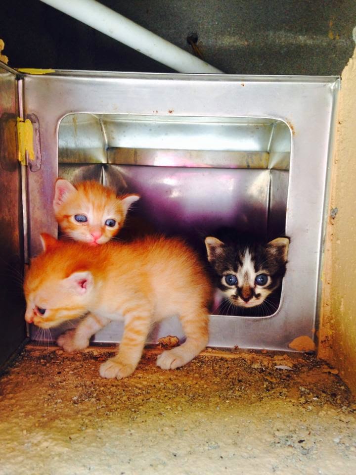 3 Beradik berkumpul dalam Peti Surat .. - ERAZ FADLI