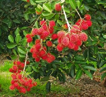 Planting Rambutans Tree at Home | Indonesian Fruit at Home