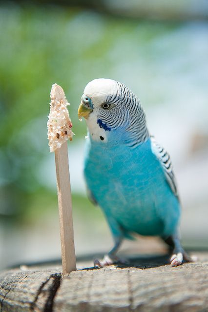 PAPAGAJI TIGRICE: Saveti o kupovini tigrice/ očigledni znaci bolesti ...