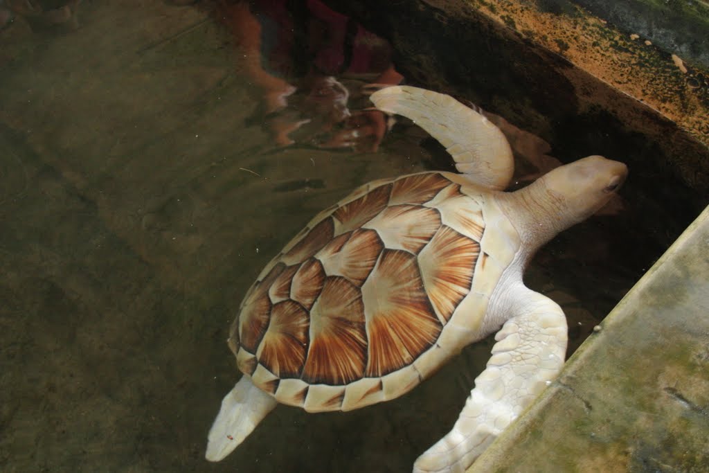 White Wolf : Two rare albino turtles, living in a sanctuary in Sri ...
