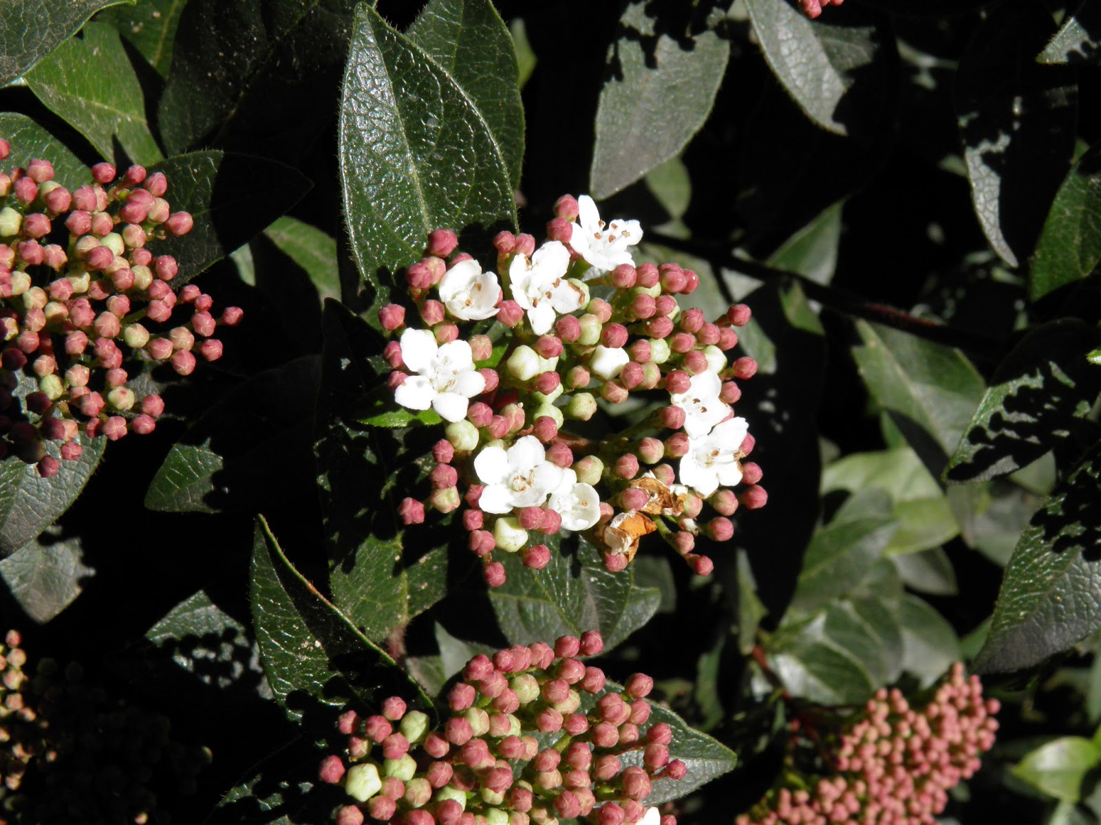 El Terrao - Dos urbanitas en el campo: SETO DE DURILLO - VIBURNUM TINUS