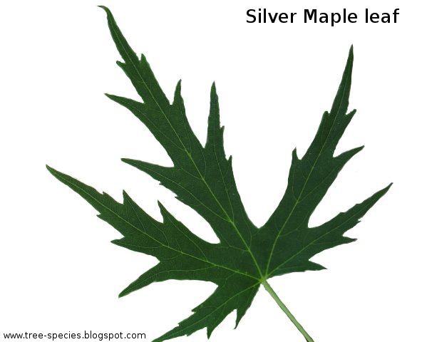 The World´s Tree Species: Silver maple leaf
