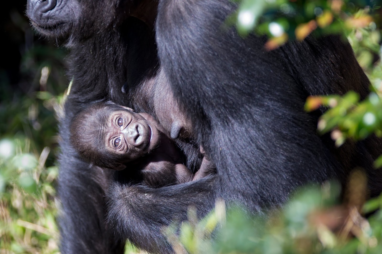 Baby Gorillas Playing