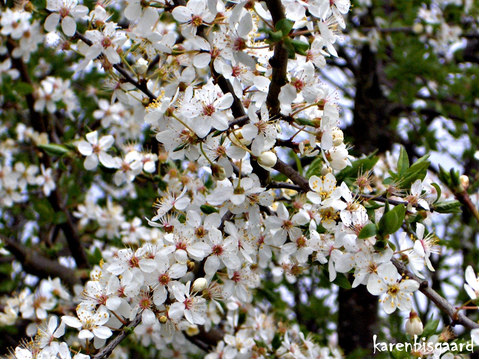 Karen`s Nature Photography: Blooming Wild Fruit Tree.