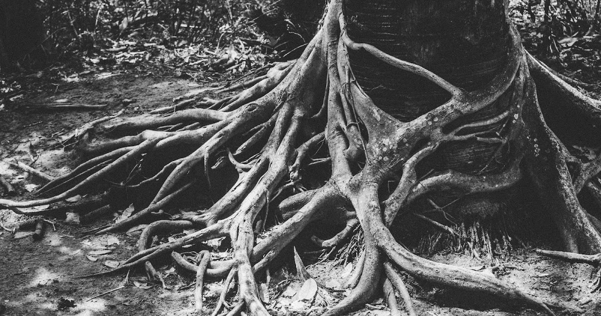 The Resilient Root