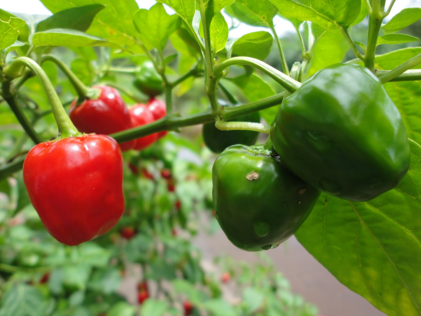 BRAZIL NATURE: PIMENTA - pepper