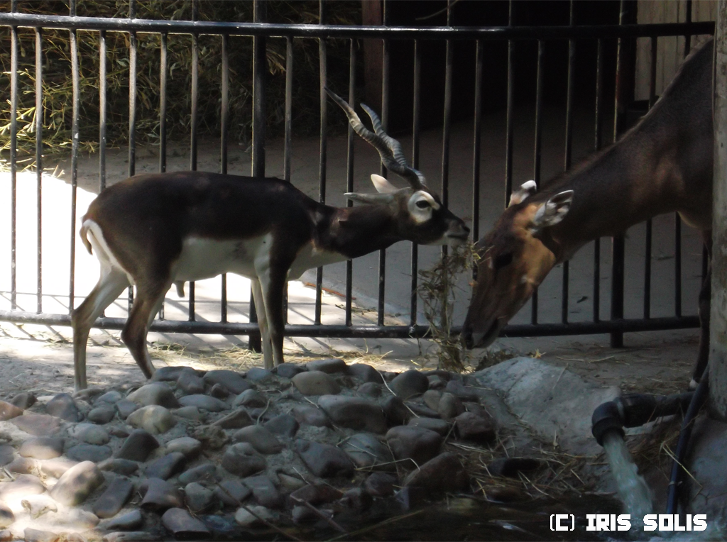 FaunaDex: Antílope cervicapra