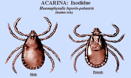 Bob Cowart's Blog: Rabbit ticks? Widely found in the Americas