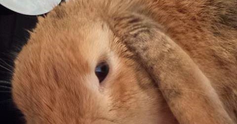Disapproving Bun: Pipkin