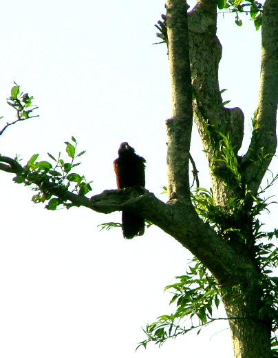 Roshographs: Birds of Sri Lanka Attidiya Marsh