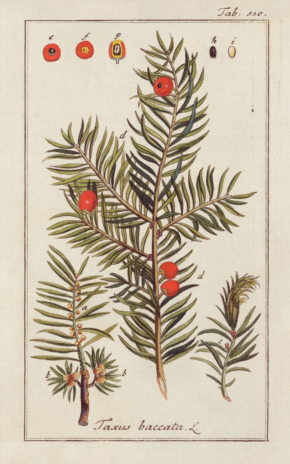 Elenor's Island: Illustration: Botanical Inspiration