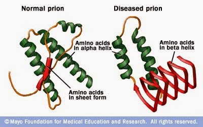What Are Prions? ~ Microbophiles Magazine