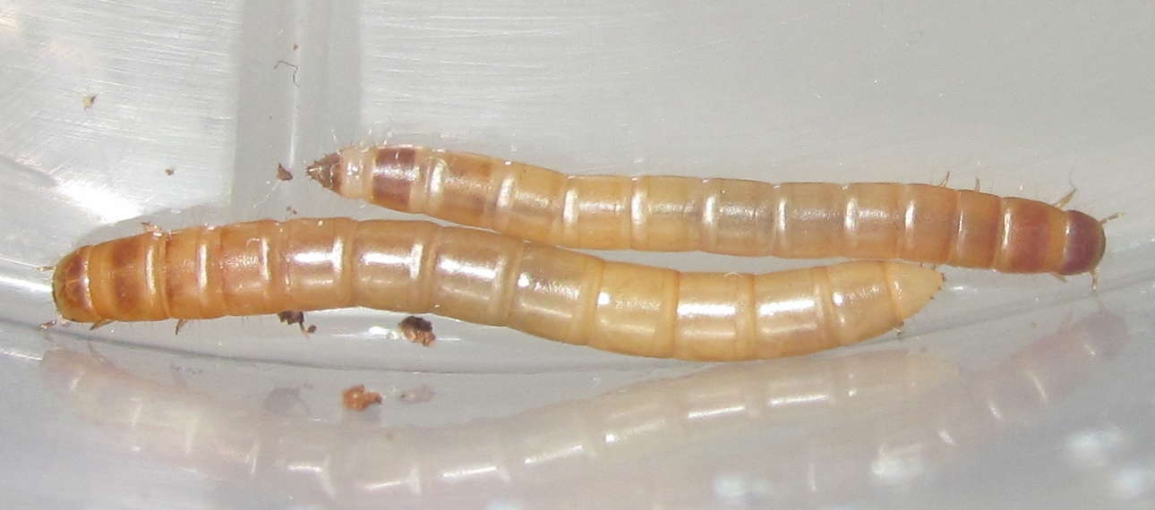 Invertebrate Dude: Mystery Hotel Darkling Beetle Larvae...