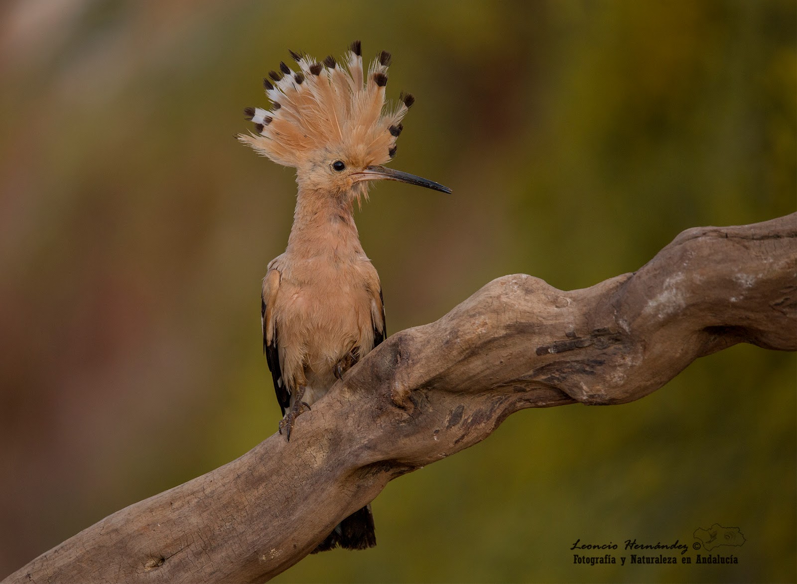 FOTOGRAFÍA Y NATURALEZA EN ANDALUCÍA: AVES-ABUBILLA (Upupa epops)