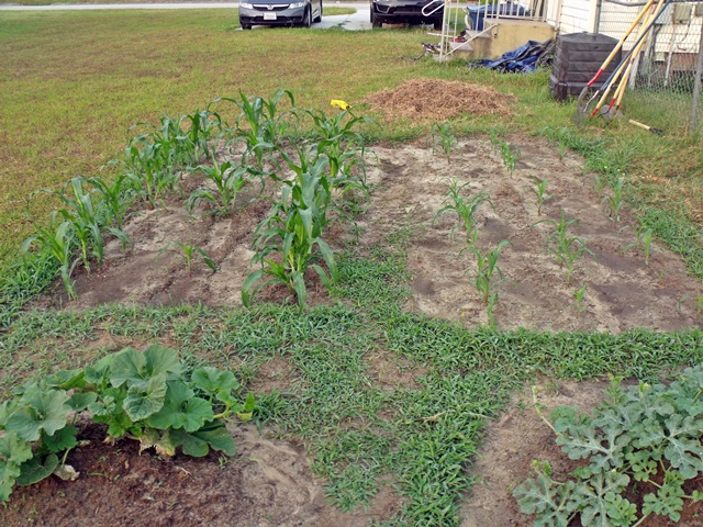 Life Along The Way: How does YOUR garden grow?