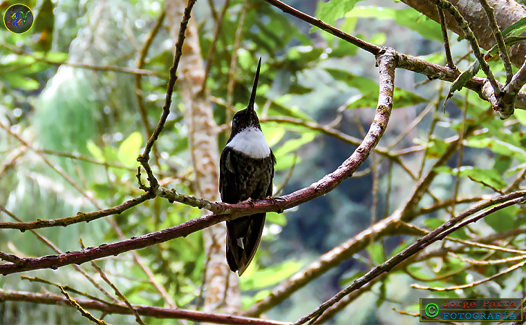 Jardín de Aves: Colibrí Inca Acollarado