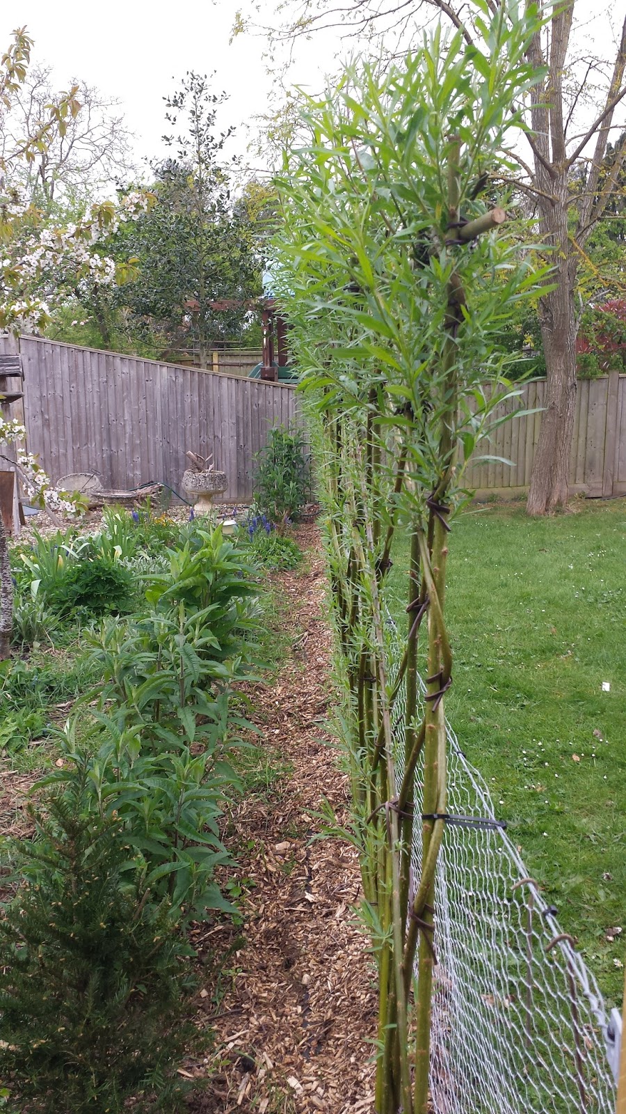 Rachel the Gardener: A new Fedge!