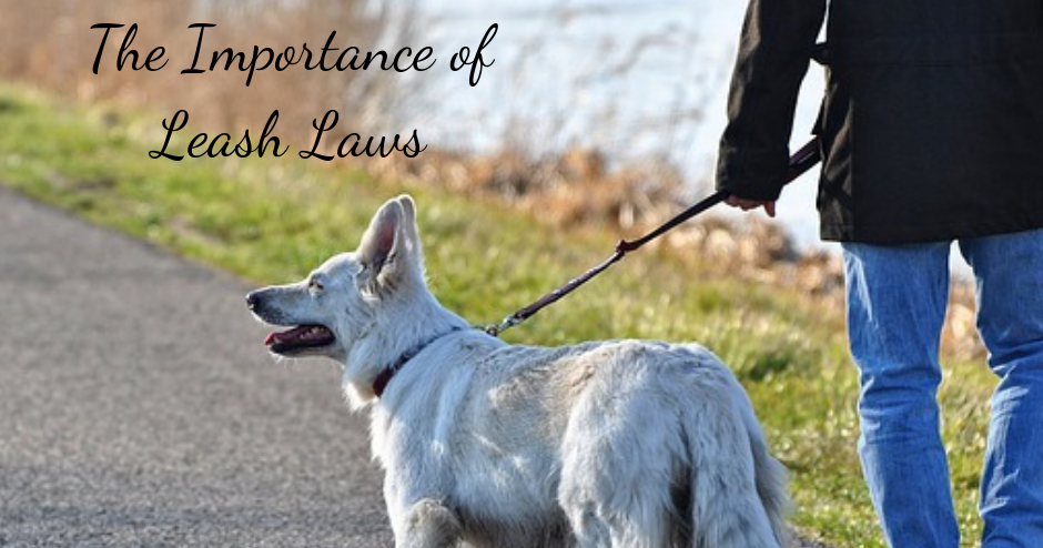 The Importance of Leash Laws