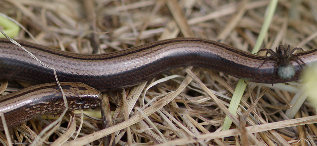 Wildeep's Illuminations: Wolf Spider & Slow Worm