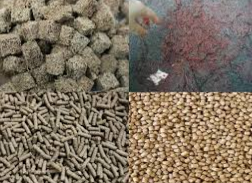 Pakan Alami Ikan Mas