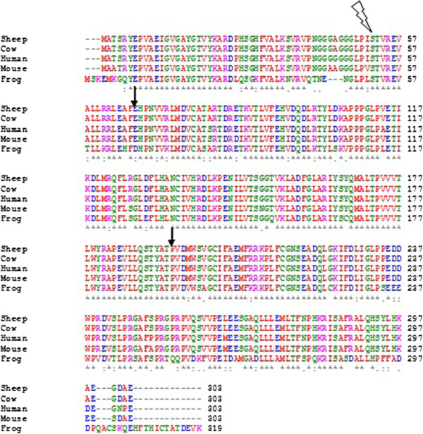 Multiple Choice Questions On Bioinformatics