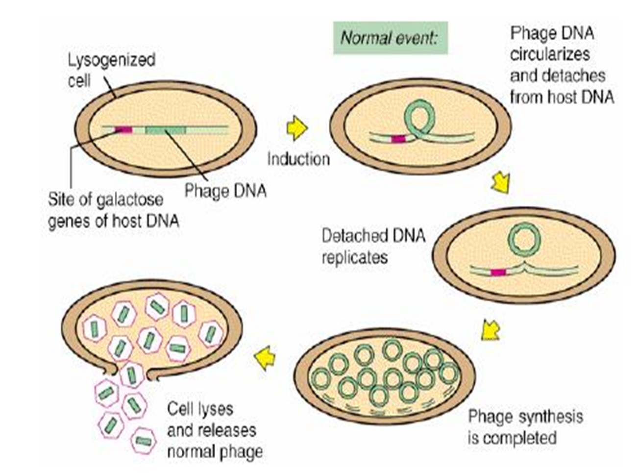 Microbiologia a origem da vida: GENÉTICA BACTERIANA