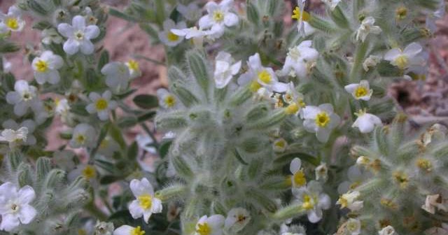 Nature Abhors a Garden: The Borages