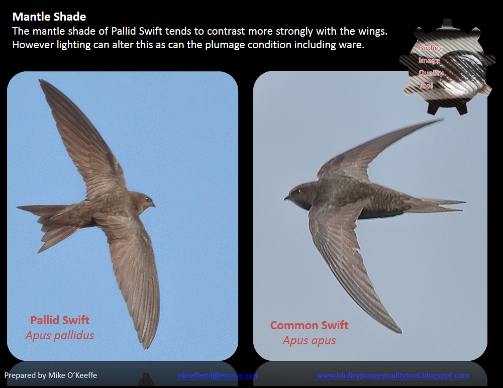 Birding Image Quality Tool: Birds and Light - Against The Sky (Part Two)