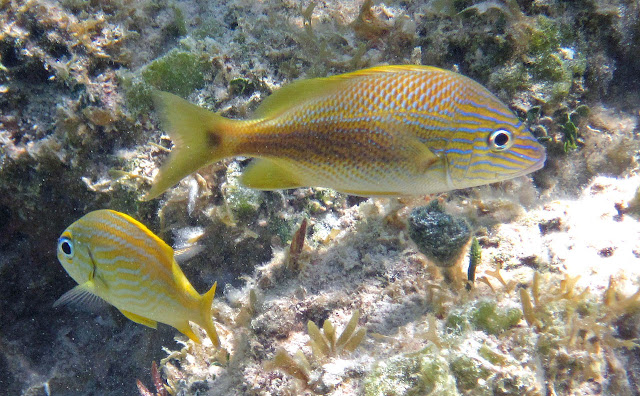 LA BIODIVERSIDAD DE PANAMÁ: La Biodiversidad Panameña (Los peces)