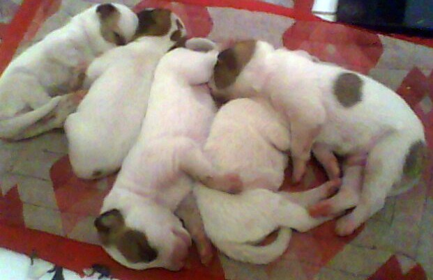 Steve Jobs Store: Asong Pinoy (Philippine Dog)