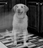 National Paranormal Association: Do Pets have an afterlife ?? (video)