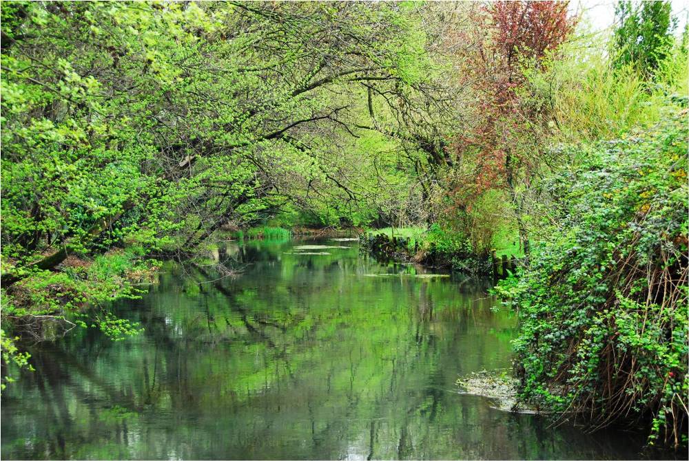 Società Iconografica Trivigiana: SELVANA