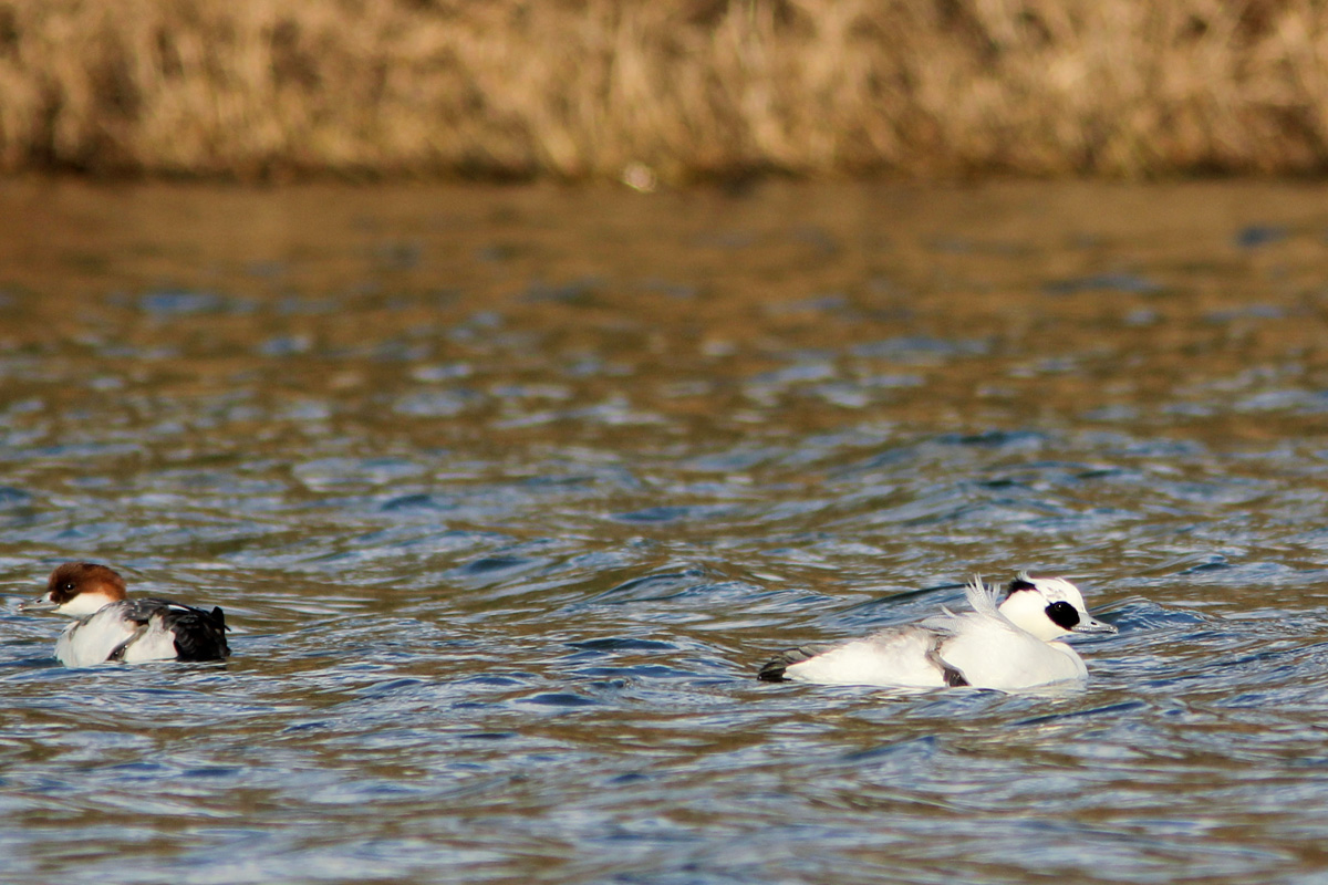 Unravel: The Panda Duck