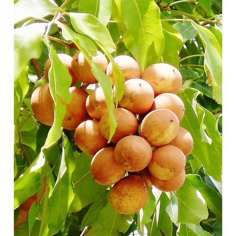 Cícero Luis: Benefícios e propriedades da pitomba