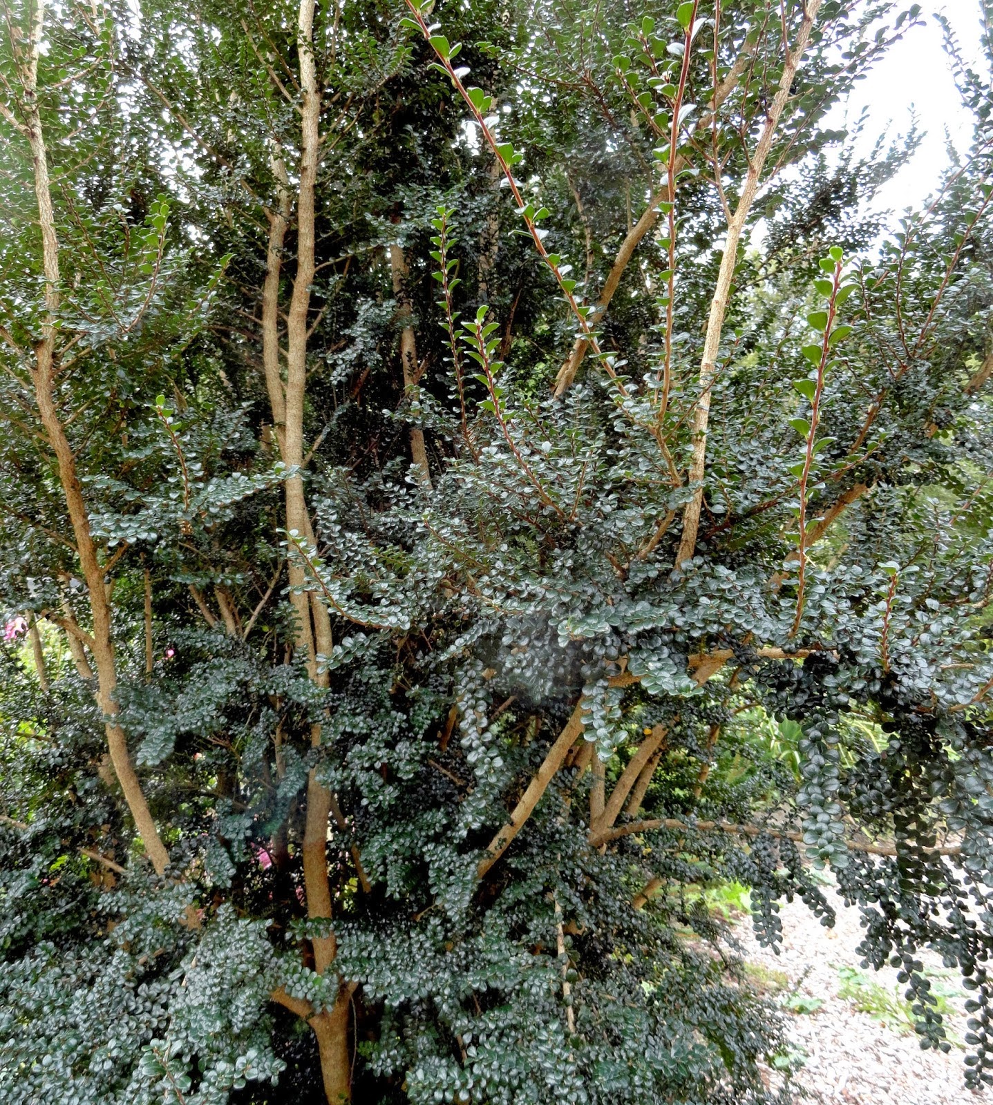 Azara Microphylla
