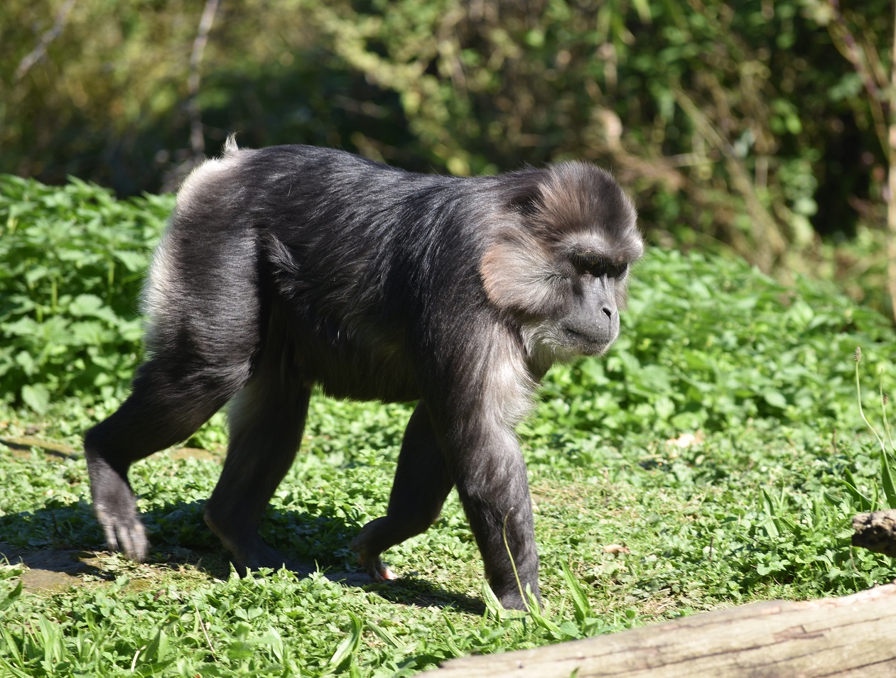 ZOOTOGRAFIANDO (6.096 ANIMALS): MACACO DE TOGIAN / TONKEAN MACAQUE ...
