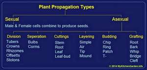 How To Propagate Plants