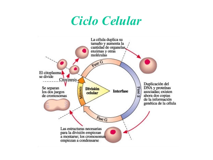 Proyecto Integrador: El ciclo celular