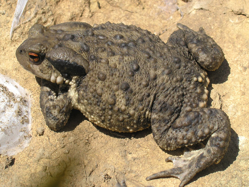 Berkenalan dengan Famili Bufonidae Katak - EDUBIO