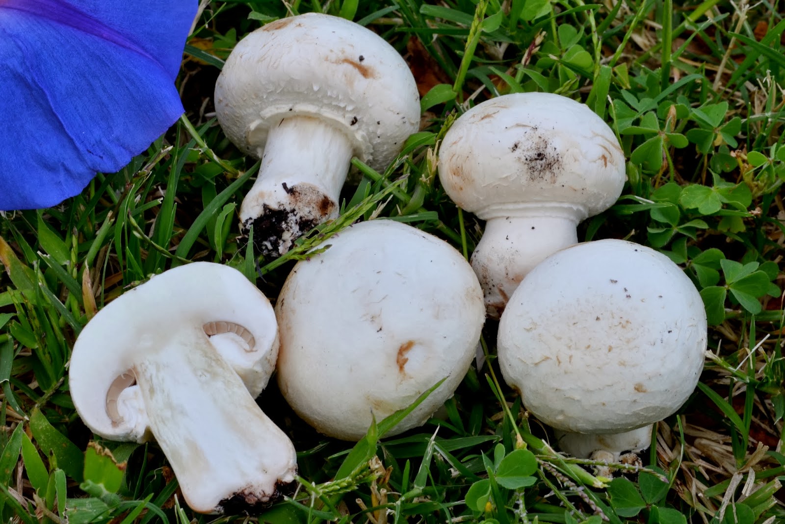 Setas Extremadura : Agaricus Bisporus