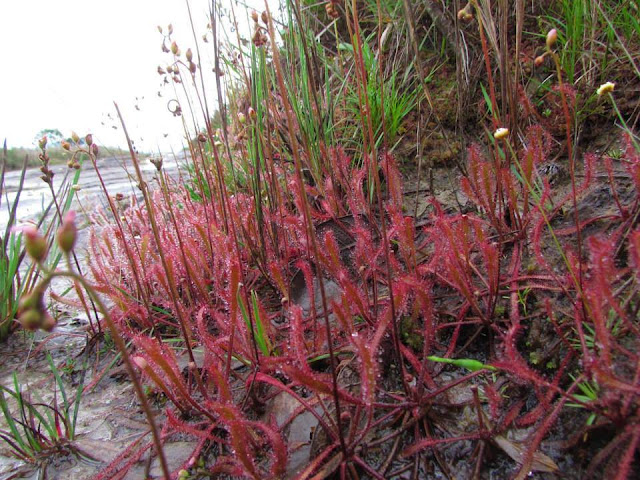 Droseras Brasileiras - Drosera villosa