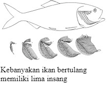 Struktur Insang Pada Ikan Dan Bagiannya | IKAN DAN LAUT