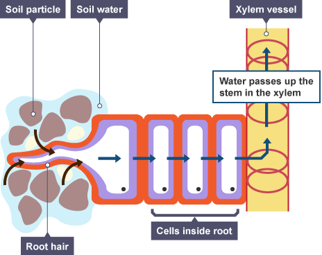 Transport system in Plants